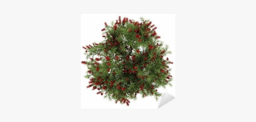 Top View Of Bottlebrush Tree Isolated On White Background - Flower Tree ...
