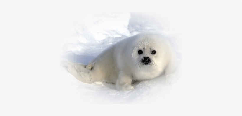 Phoque Blanc Harp Seal, Cutest Animals, Animals And - Earless Seal ...