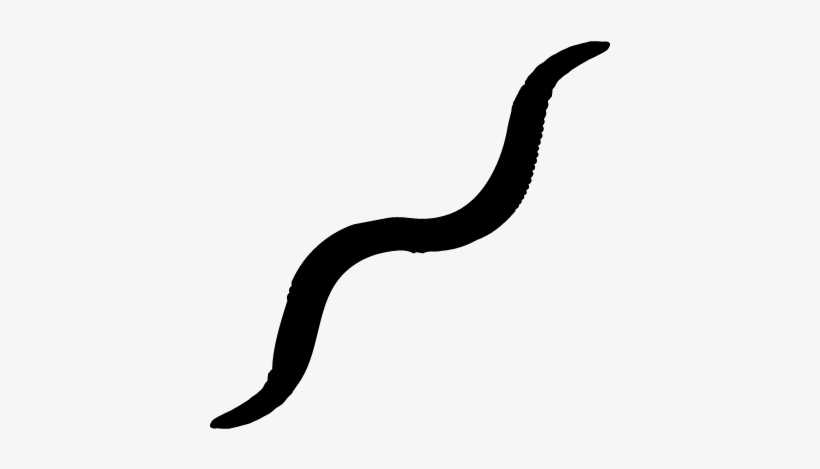 Earthworm Shape Vector - Worms Black And White Png Transparent PNG ...