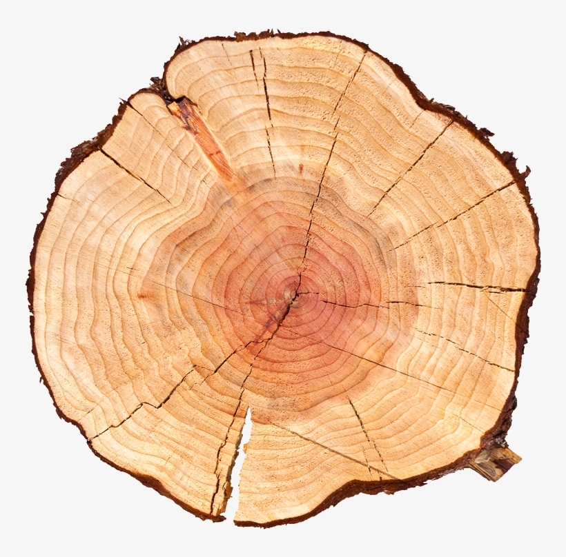 History - Tree Log Transparent PNG - 748x728 - Free Download on NicePNG