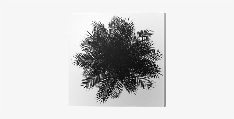 Top View Silhouette Of Date Palm Tree Isolated On White - Plants Top ...