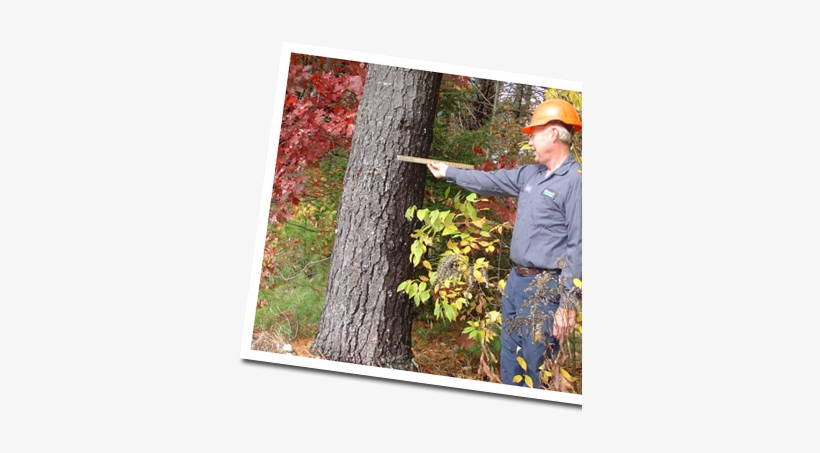 Forestry Transparent PNG - 345x650 - Free Download on NicePNG