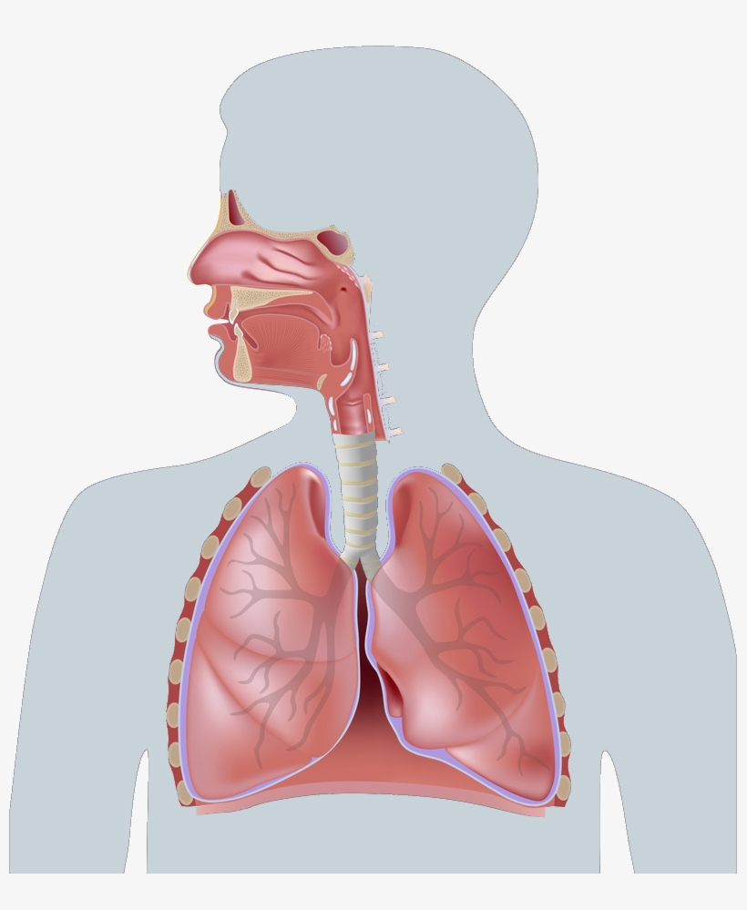 Pari Product Finder - Human Respiratory System Parts And Function ...
