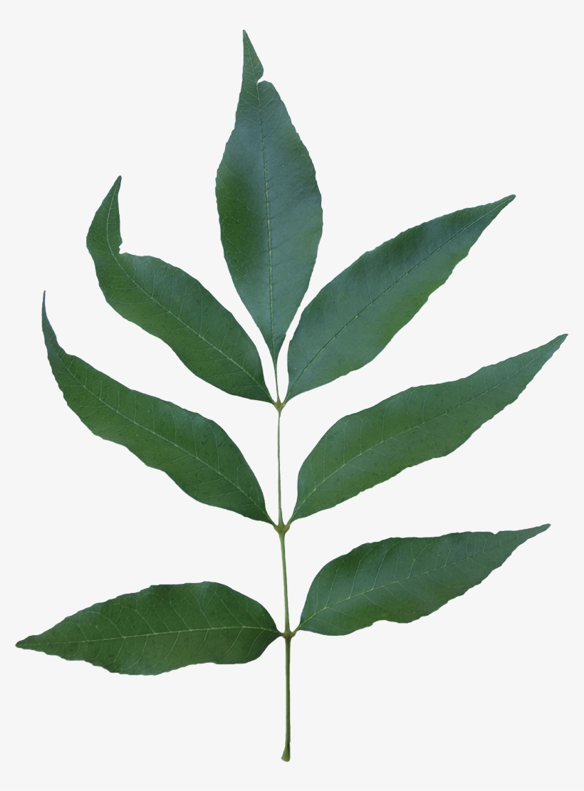 Compound - White Ash Leaf Transparent Transparent PNG - 800x1067 - Free ...