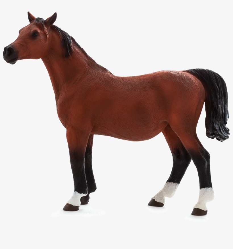 Animal Planet: Arabian Mare In Foal Transparent PNG - 5250x3500 - Free ...