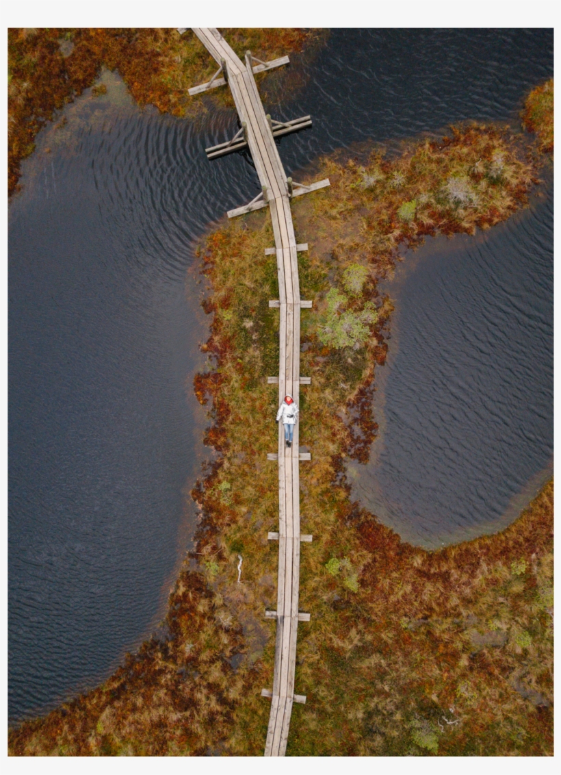 Aerial Trees Png Transparent PNG - 2500x1667 - Free Download on NicePNG