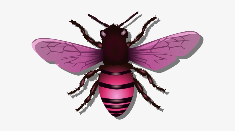 Bee Pink Image - Clipart Bee Insect Transparent PNG - 600x379 - Free ...