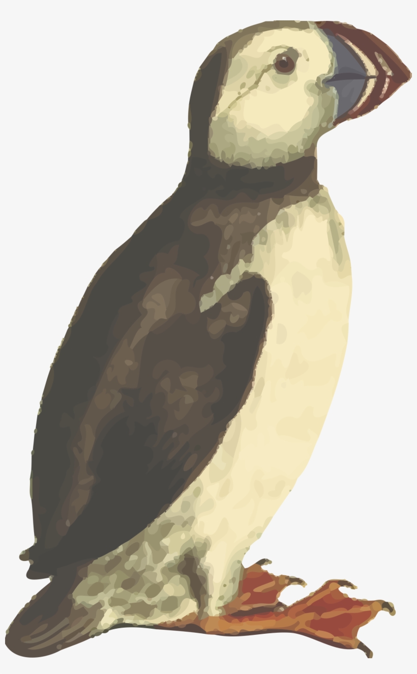 Big Image - Puffin Bill Transparent Transparent PNG - 1532x2400 - Free ...