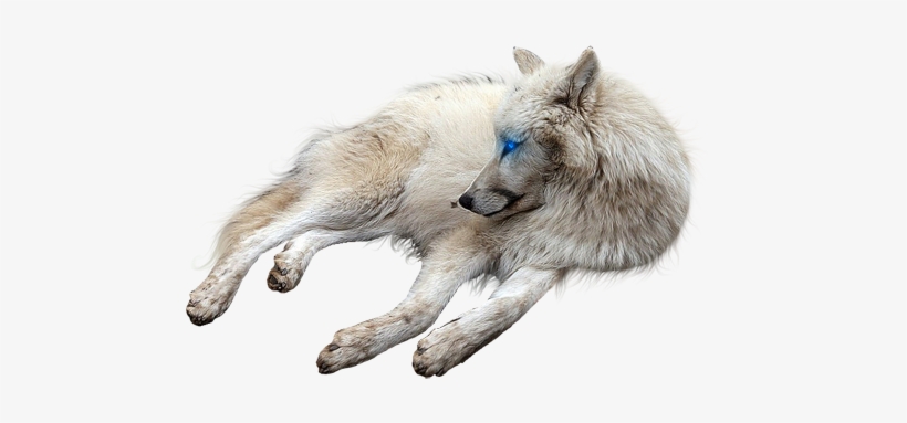 Download Wolf Sitting - Wolf Sitting Transparent Background - HD ...