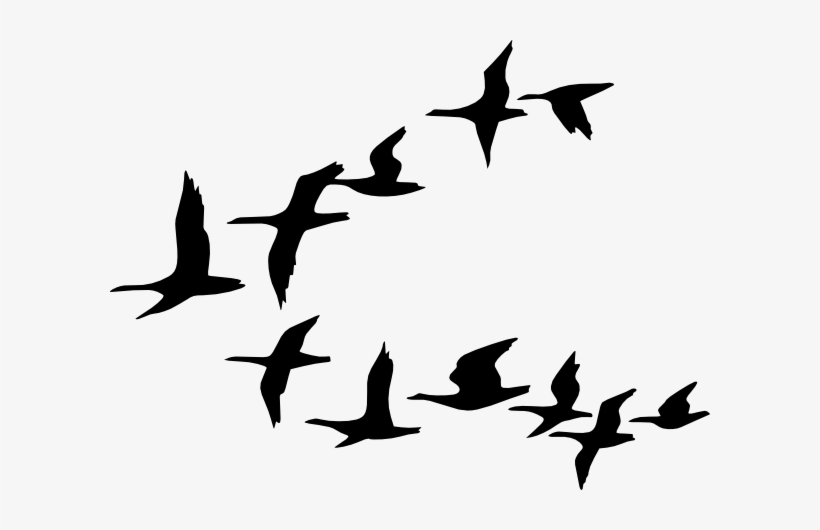 Birds Flock Vector