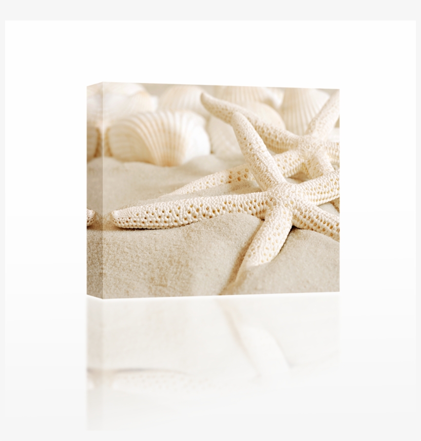 White Starfish Transparent PNG - 1024x1024 - Free Download on NicePNG