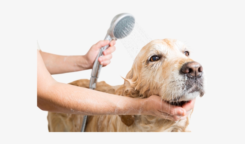 Bath & Brush - Washing A Dog Transparent PNG - 600x404 - Free Download ...