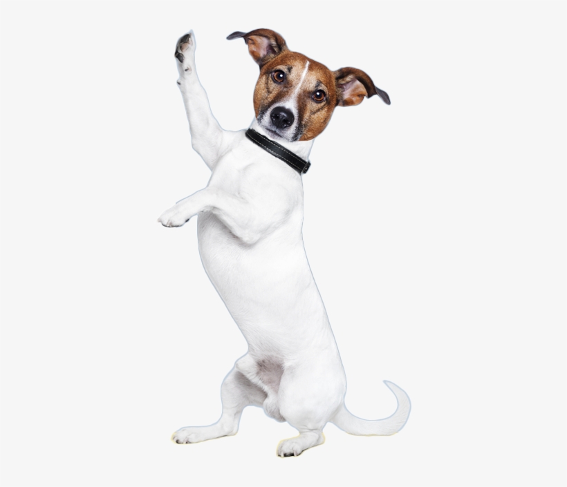 Pet Image - Dog Paws Up Transparent PNG - 371x625 - Free Download on ...