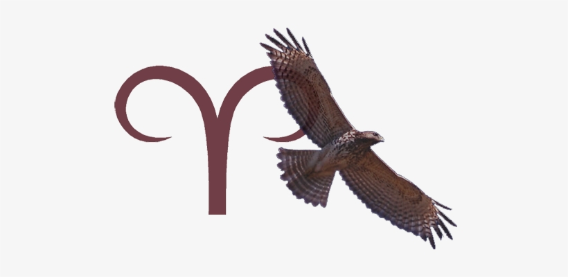 Redaries - Native American Hawk Symbols Transparent PNG - 500x320 ...