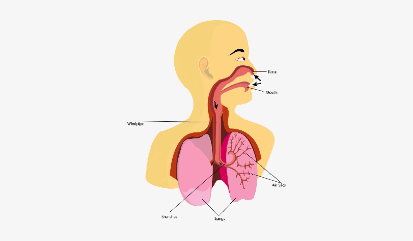Respiratory System Primary School Transparent PNG - 314x399 - Free ...
