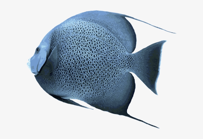 Saltwater Angelfish Drawing - Salt Water Fish Png Transparent PNG ...