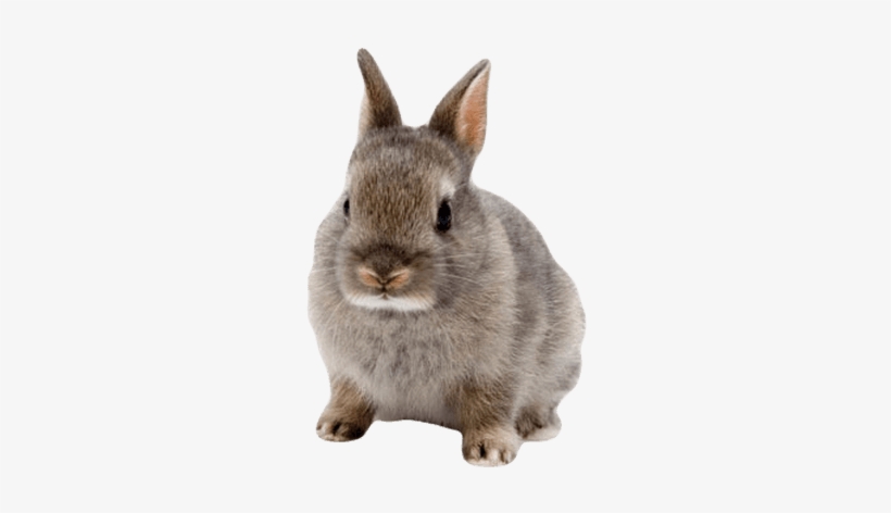 Cute Rabbit - Transparent Background Rabbit Transparent Transparent PNG ...