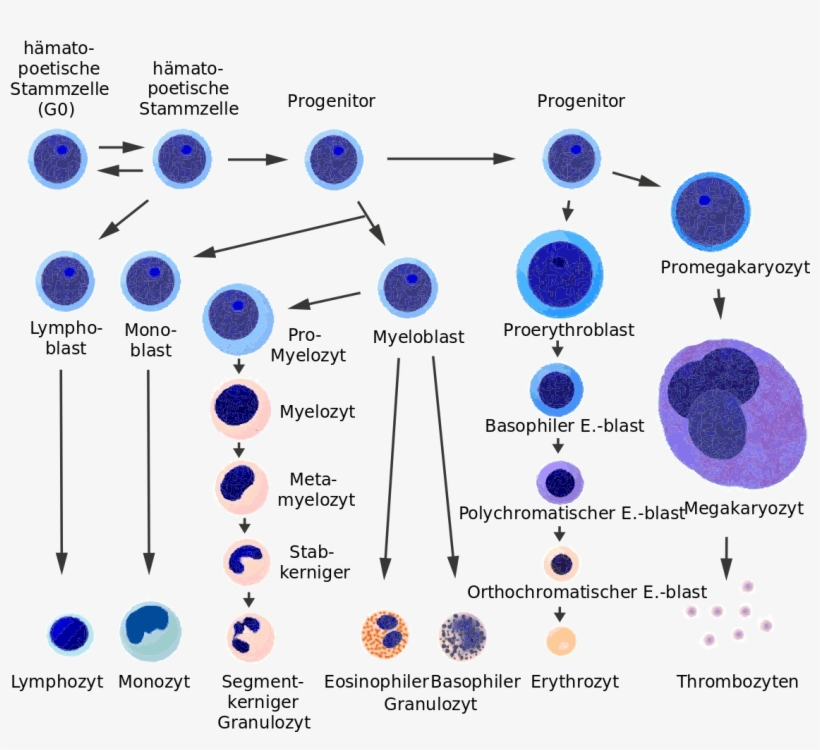 Blood Cells Differentiation Chart De - Stem Cell Transparent PNG ...