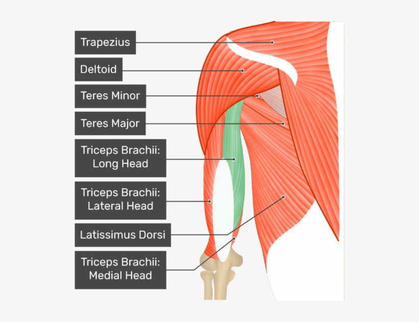 A Posterior View Of The Upper Arm And Shoulder Showing - Lateral Head ...