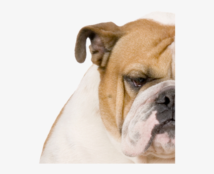Documentation - Spay And Neuter Ads Transparent PNG - 889x609 - Free ...