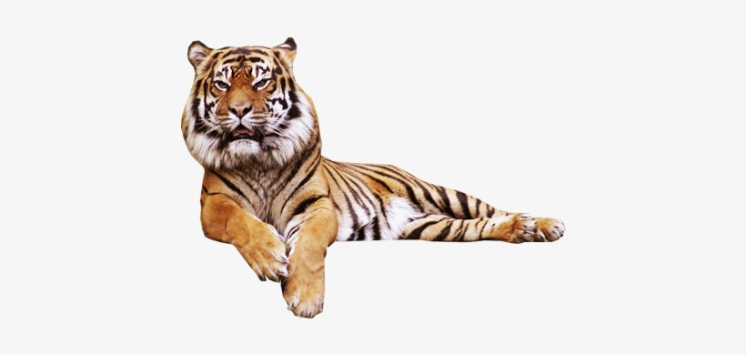 Tiger Transparent Tumblr - Tiger Transparent Transparent PNG - 434x322 ...