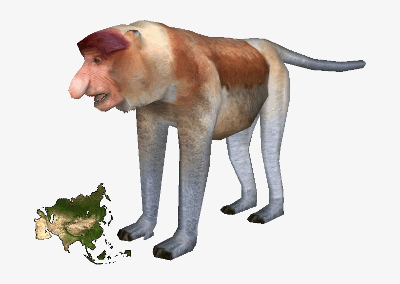 Download Proboscis Monkey Png - HD Transparent PNG - NicePNG.com