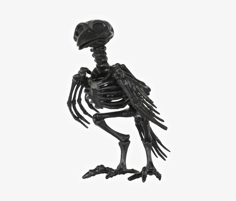 Black Skeleton Crow - Skeleton Crow Transparent PNG - 528x650 - Free ...