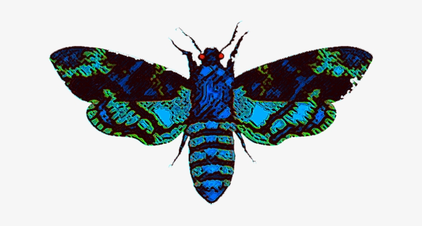 Moth Man Mothman - Moth Clipart Png Transparent PNG - 630x360 - Free ...