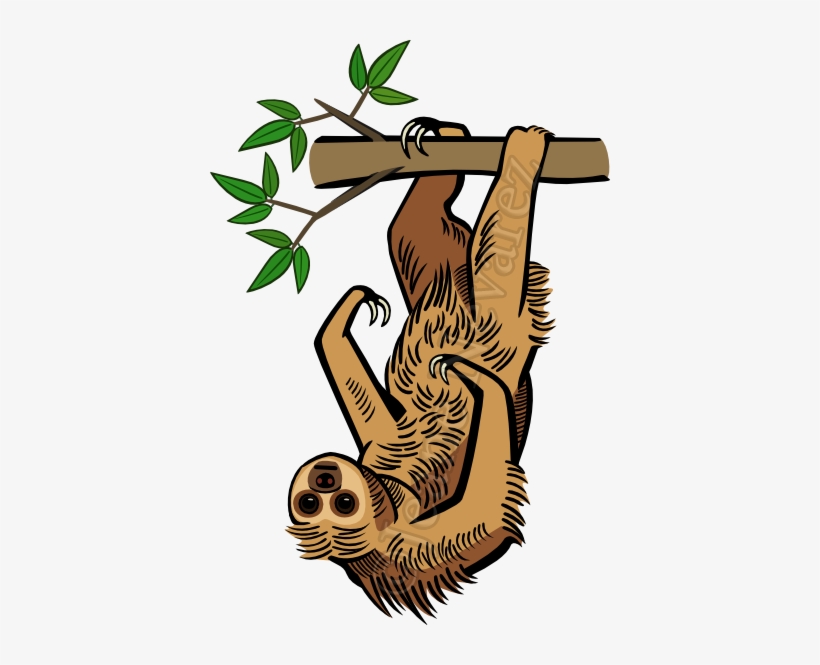 Two-toed Sloth - Illustration Transparent PNG - 400x585 - Free Download ...