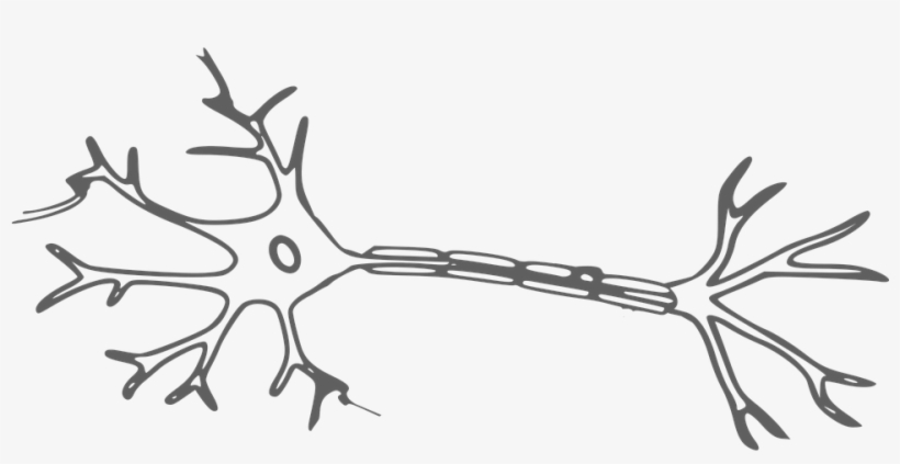 Brain And Cranial Nerves - Neuron Clipart Transparent PNG - 960x480 ...