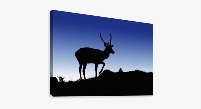 Silhouette Of A Deer Standing On A Hilltop At Dusk - Posterazzi ...