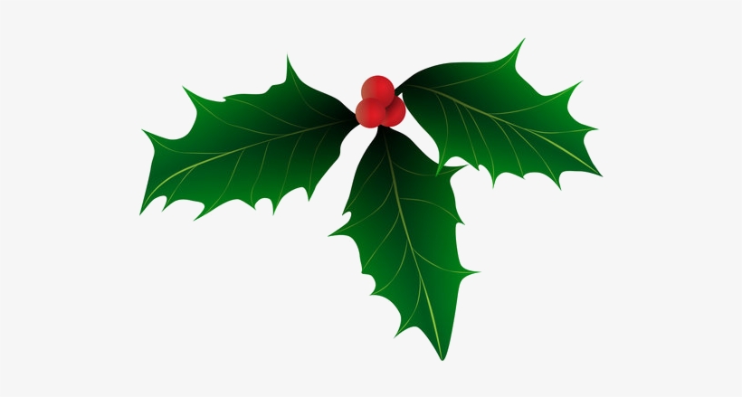 Holly-521x370 - Christmas Holly Vector Art Free Transparent PNG ...