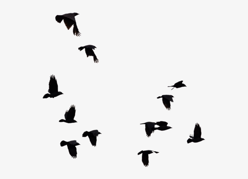 Download New Birds Png - Bird Cut Out Photoshop - HD Transparent PNG ...