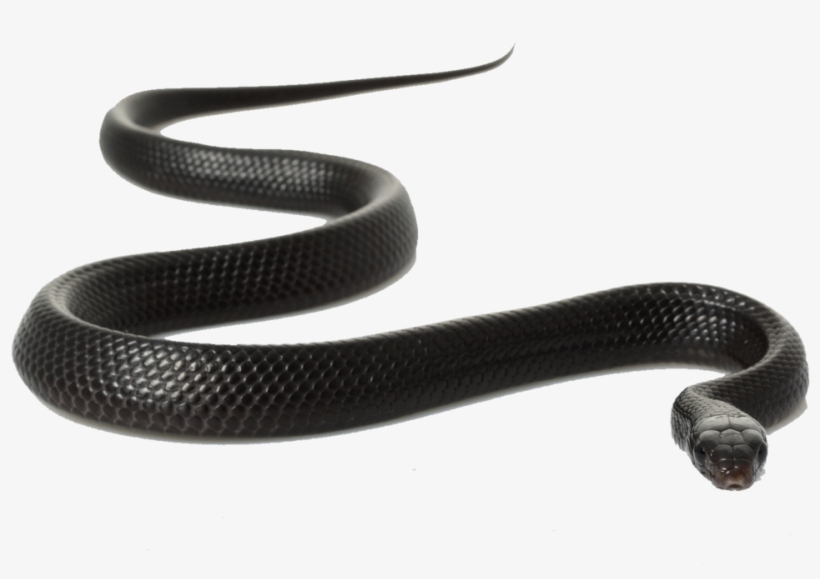 Snake - Black Snake Transparent Background Transparent PNG - 1020x1024 ...