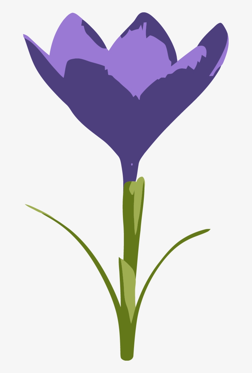 Purple Crocus Flower Png Clip Art - Tulip Transparent PNG - 669x1130 ...