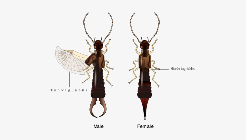 Image - Female Earwig Transparent PNG - 500x402 - Free Download on NicePNG
