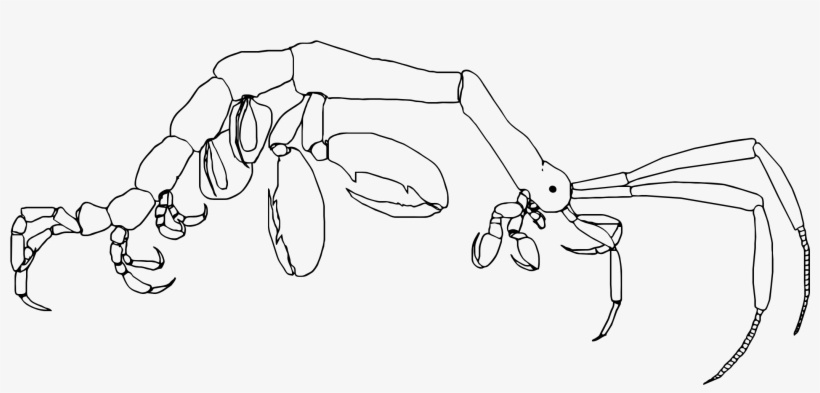 Generalized Caprellid Body Plan (linework) - Shrimp Skeleton ...