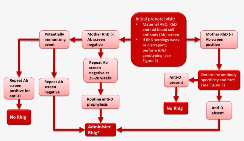 Cgtt Ch12 Fig1 Rhd-negative Prophylaxis - Diagram Transparent PNG ...