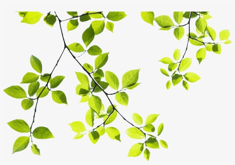 Tropical Branch Png - Branches Of Tree Png Transparent PNG - 1710x1104 ...