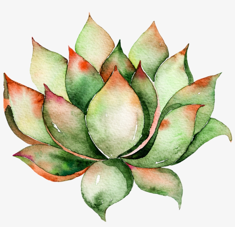 Succulent Png