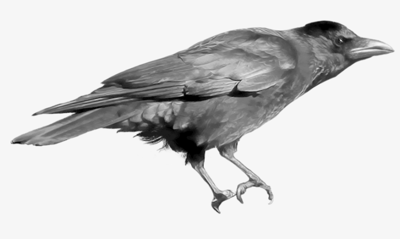Crow Drawing Undead - Png Image Crow Transparent PNG - 900x540 - Free ...