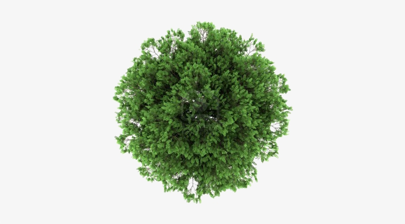 Download Tree Plan Png Free Download Vector Freeuse Stock - Photoshop ...