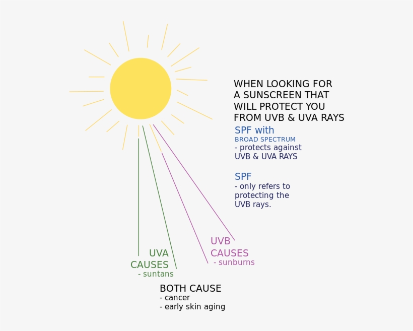 Download Sun Rays Diagram - Sun - HD Transparent PNG - NicePNG.com