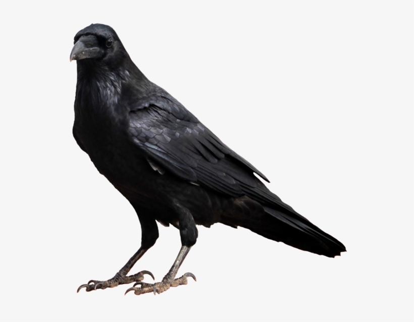 Crow Png High-quality Image - Transparent Background Raven Png ...