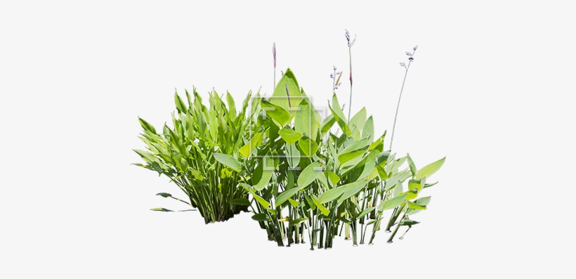 Underwater Plants Png