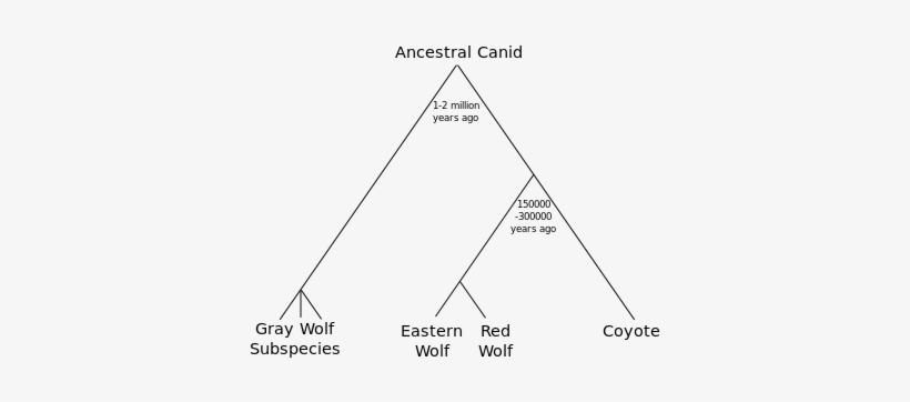 Wolf-evolution - Svg - Diagram Transparent PNG - 392x392 - Free ...