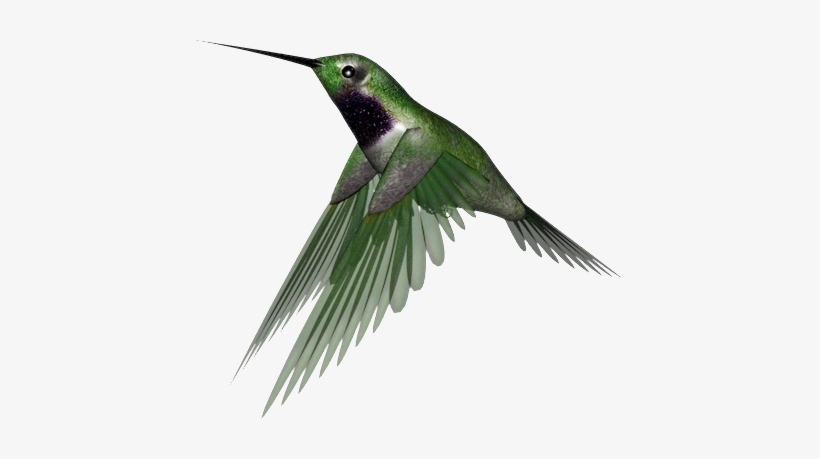 Hummingbird Png Clipart - Humming Bird Png Transparent PNG - 427x379 ...