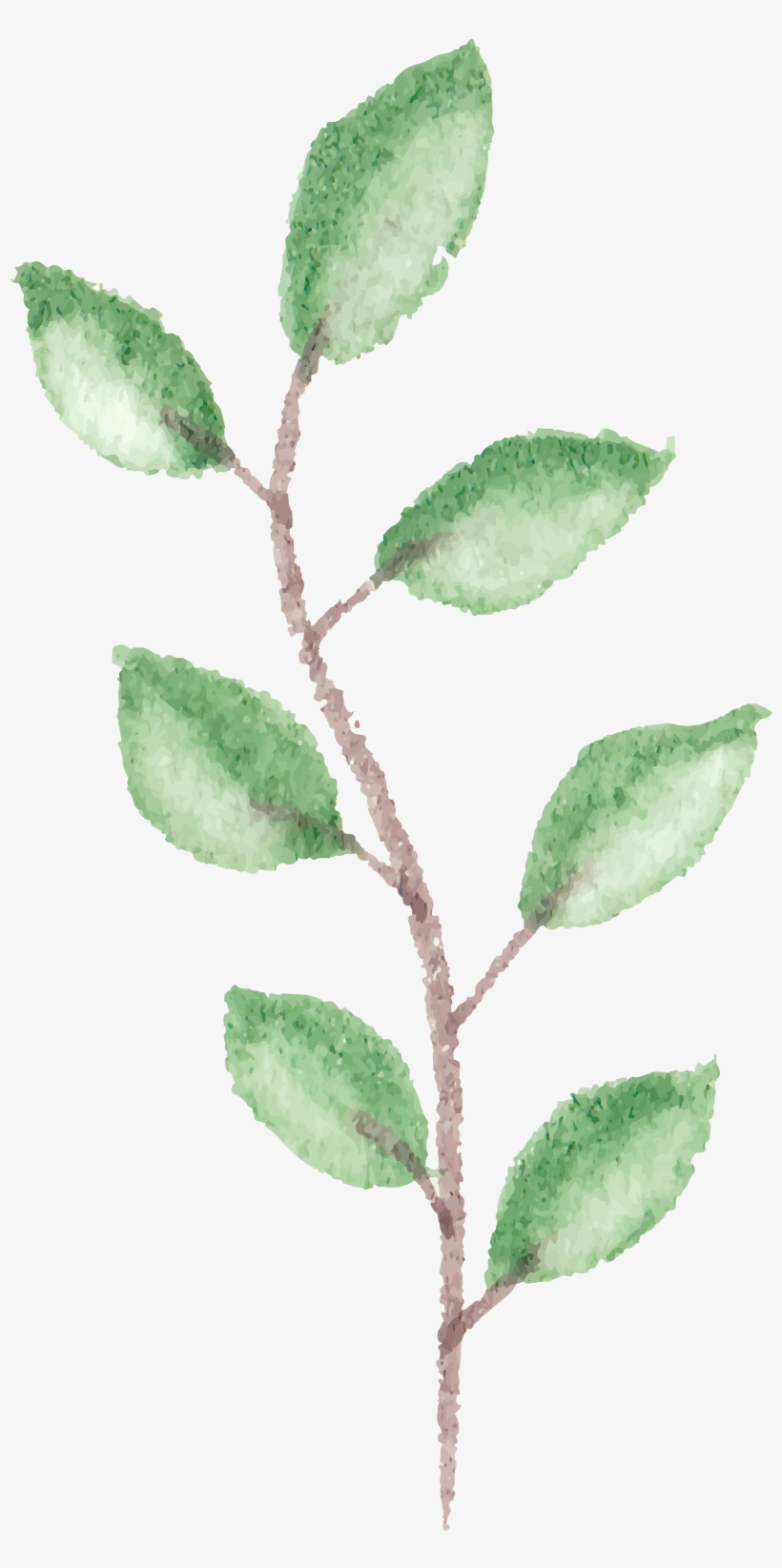 Twig Drawing Watercolour - Floral Twig Watercolor Transparent PNG ...