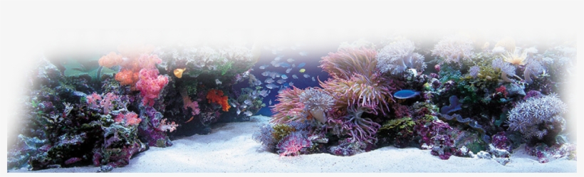 Transparent Ocean Bottom Png Transparent PNG - 1024x261 - Free Download ...