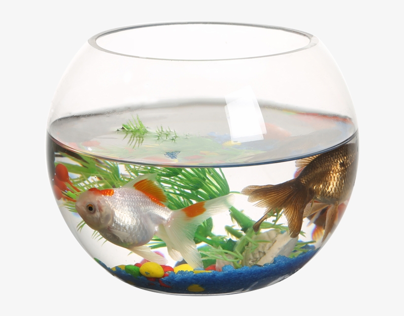 Ranfeng Small Fish Tank Transparent Round Fish Tank Transparent PNG ...